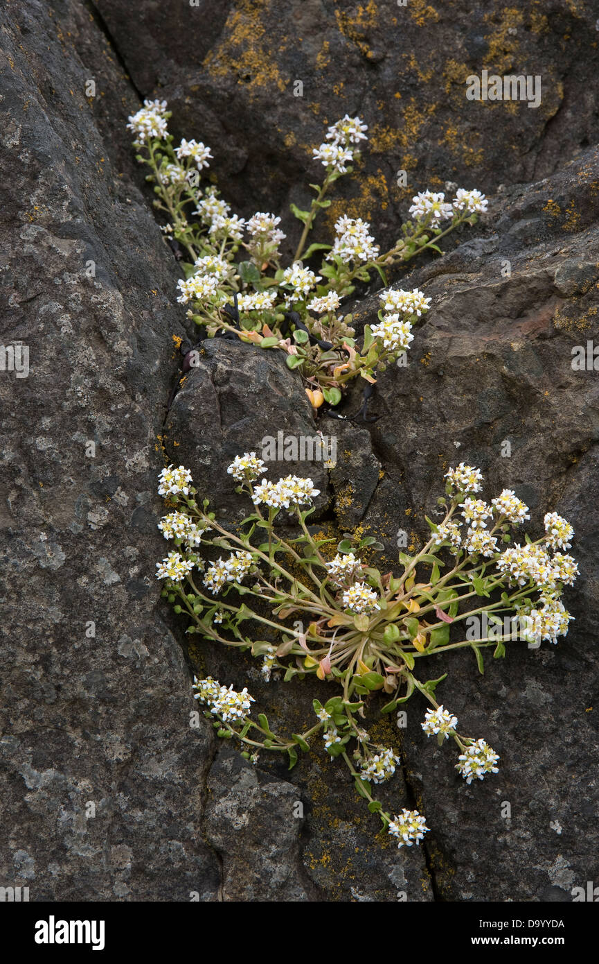 Plants grow on the cliff Flatey Island Breiðafjörður on the ...
