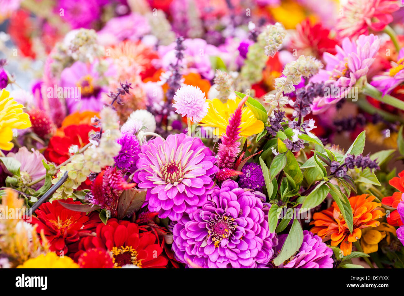 Fresh cut summer flowers on display at a farmer's market Stock Photo ...