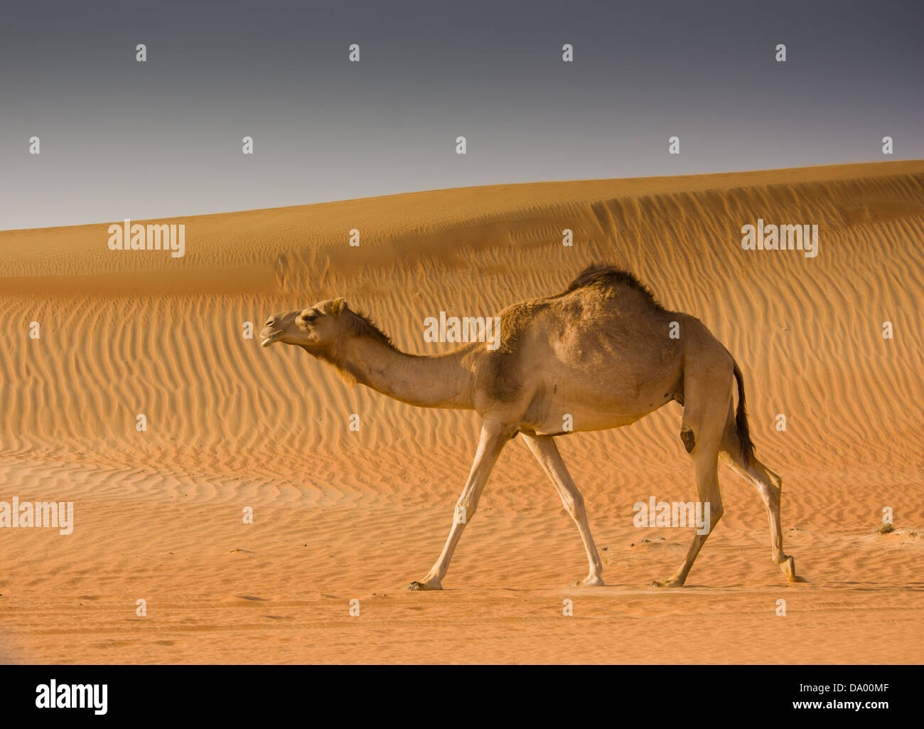A lone camel moving through the desert Stock Photo - Alamy