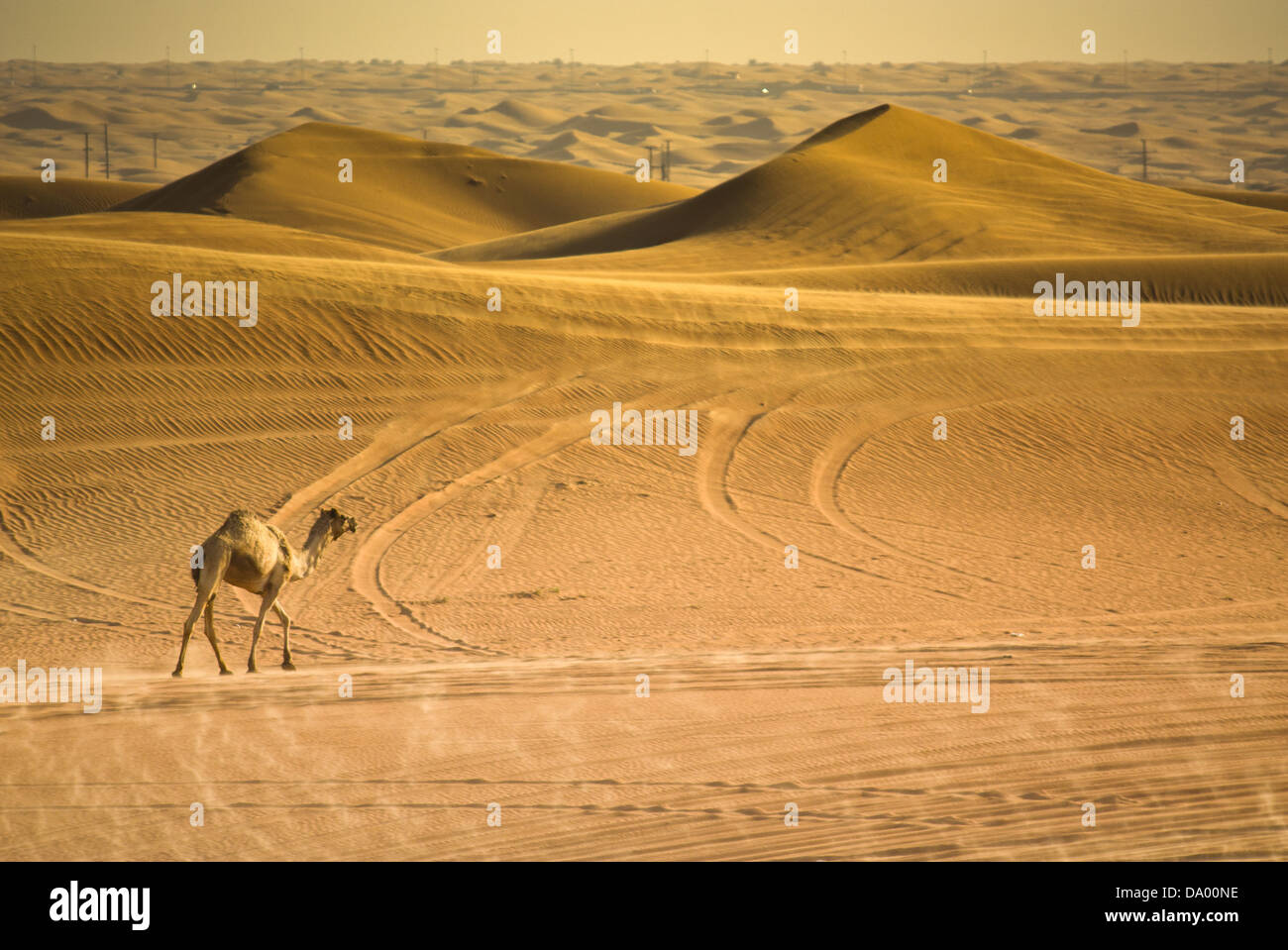 A lone camel crossing a desert scene Stock Photo - Alamy