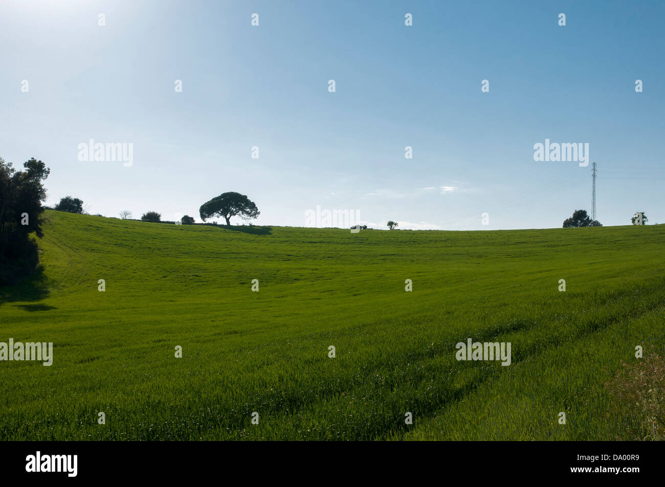 field of grass with trees and vegetation Stock Photo - Alamy