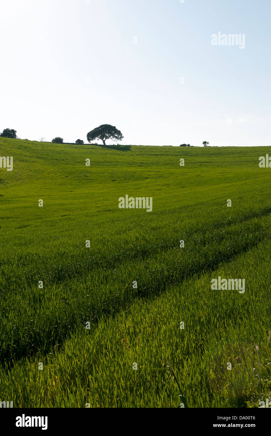 field of grass with trees and vegetation Stock Photo - Alamy