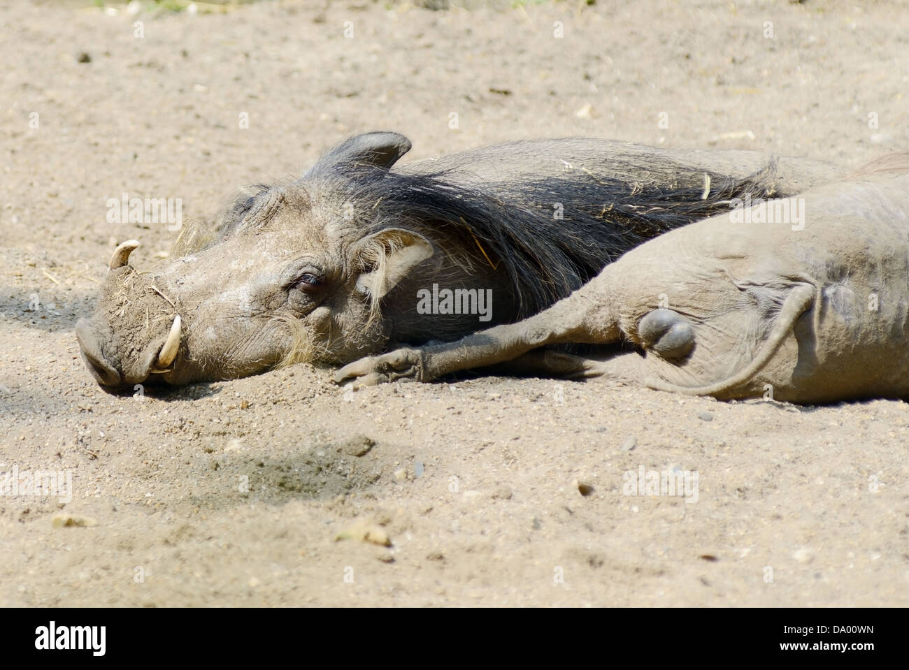 Warthog phacochoerus africanus pair hi-res stock photography and images ...
