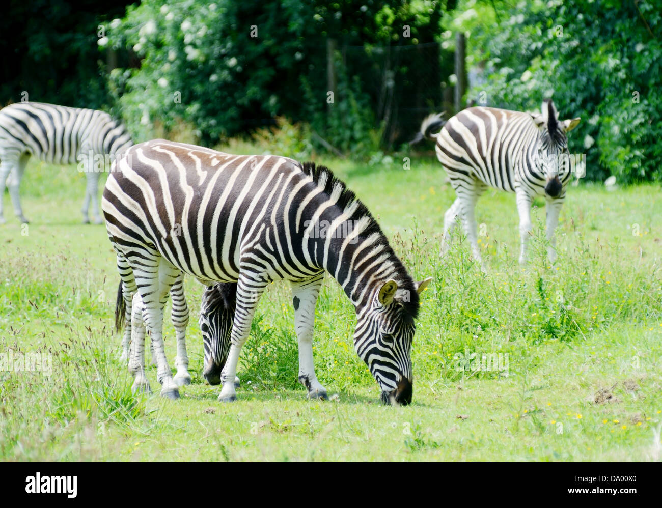 Hungry day hi-res stock photography and images - Alamy