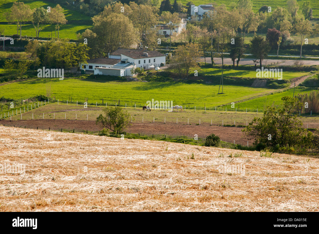 fields with horse stables and houses Stock Photo - Alamy
