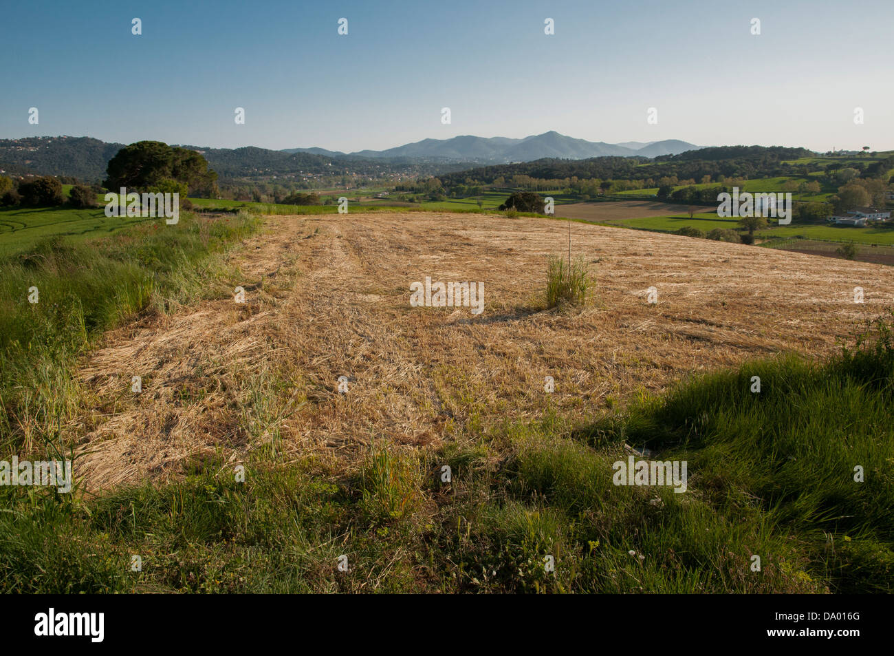 finished collecting dry field Stock Photo - Alamy