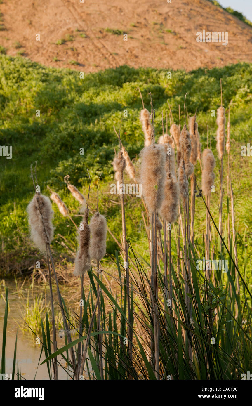 water reeds by the lake Stock Photo - Alamy