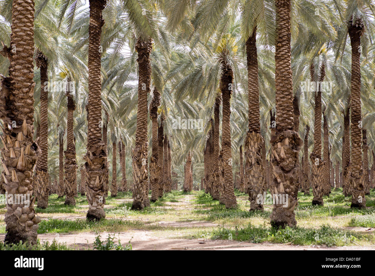 Date Palm Tree Israel High Resolution Stock Photography and Images - Alamy