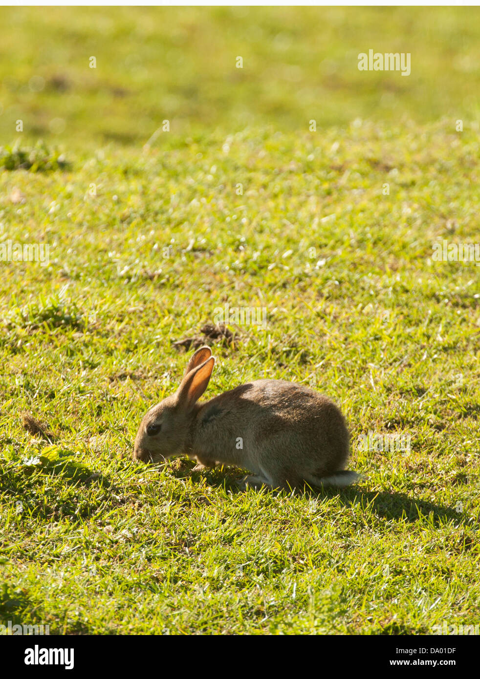 Rabbit pest hi-res stock photography and images - Alamy