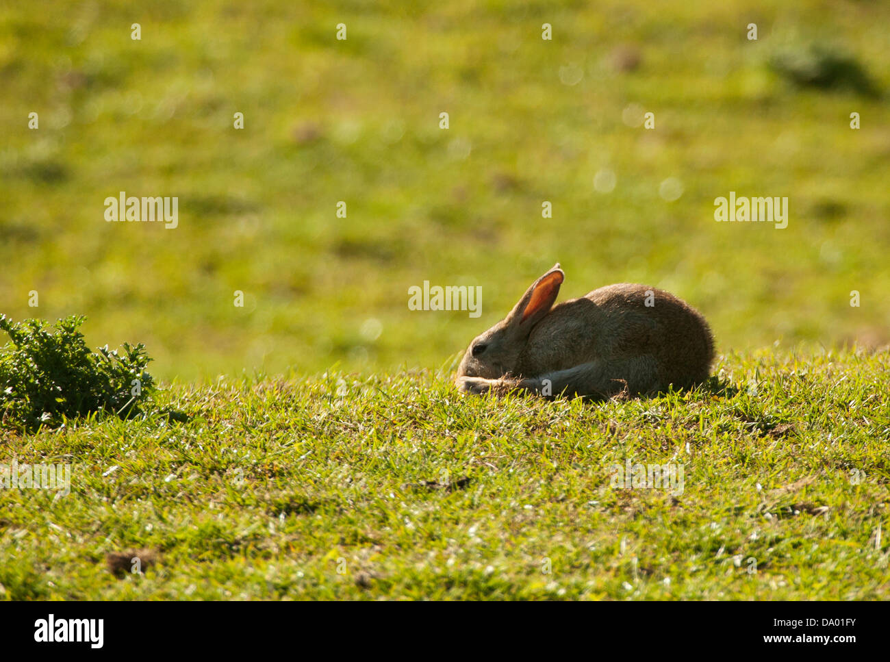 Rabbit at rest, leg thrown out Stock Photo - Alamy