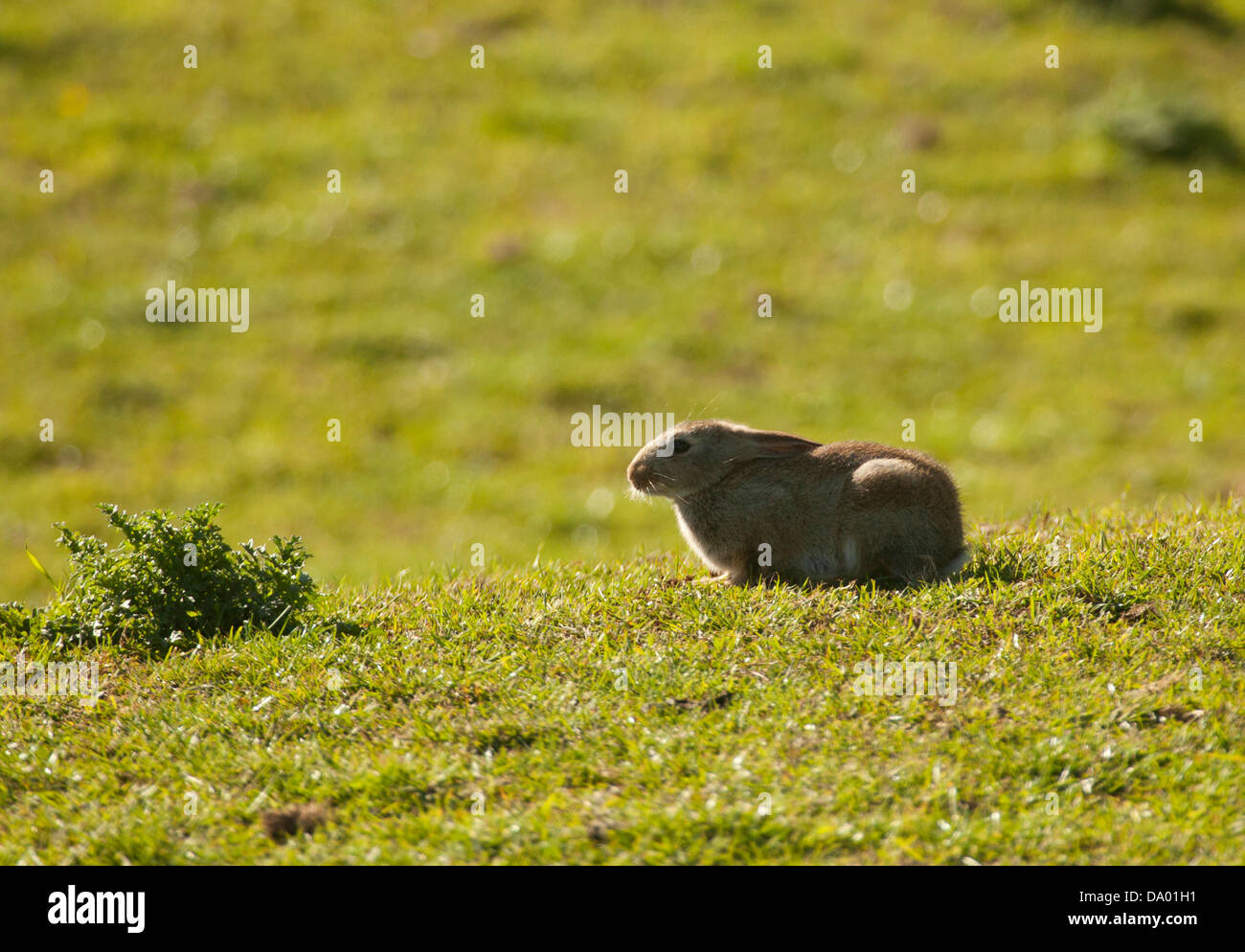 Rabbit resting hi-res stock photography and images - Alamy