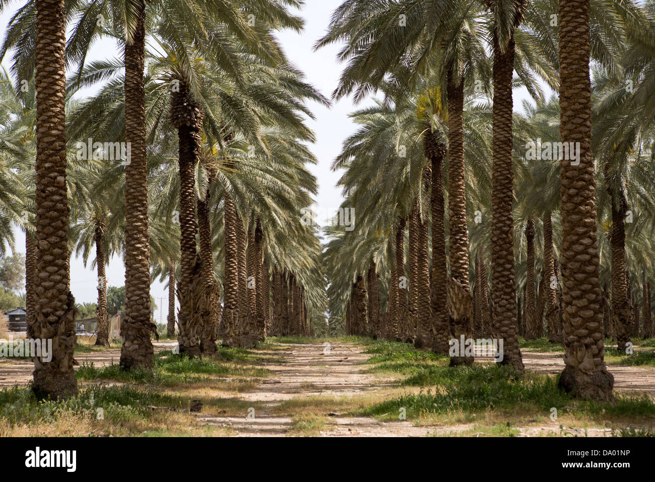 Date Palm Tree Israel High Resolution Stock Photography and Images - Alamy