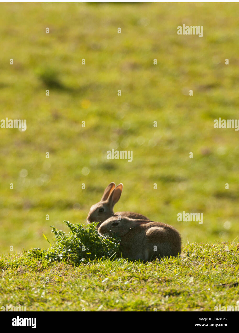 Two rabbits portrait Stock Photo - Alamy