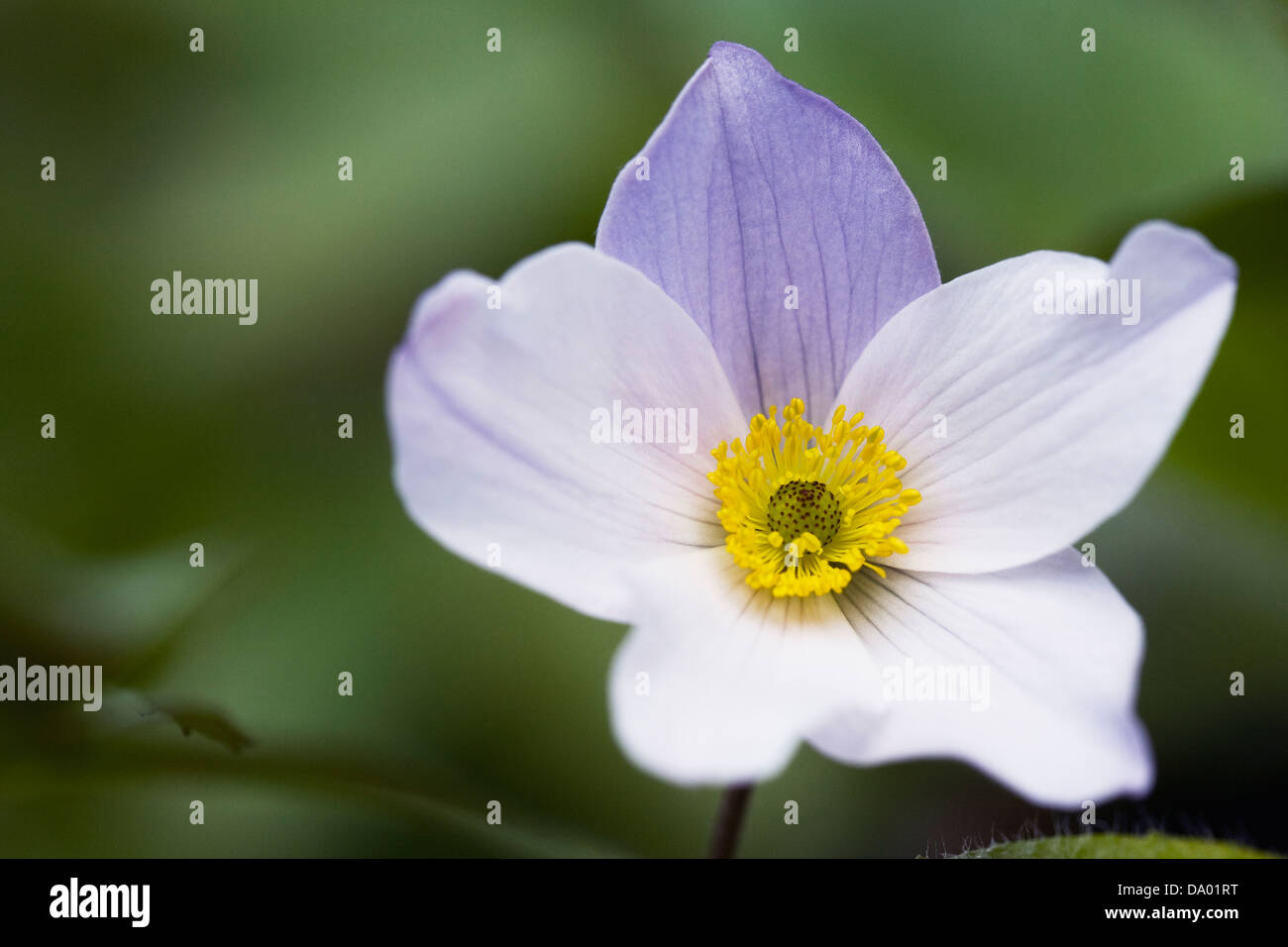 Anemone 'Wild Swan' growing in an English garden Stock Photo - Alamy