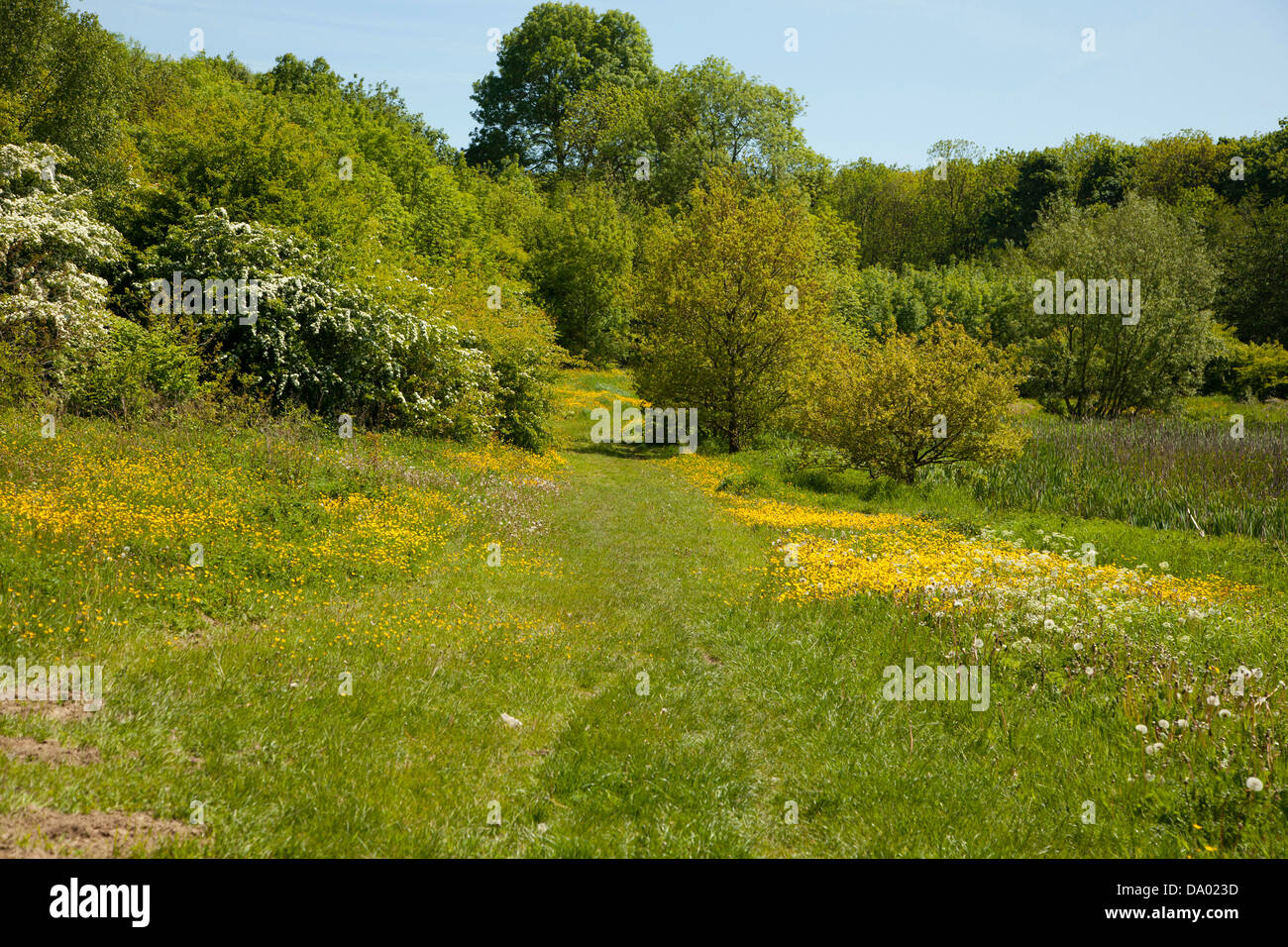 Willesley grassland and woodland Stock Photo - Alamy