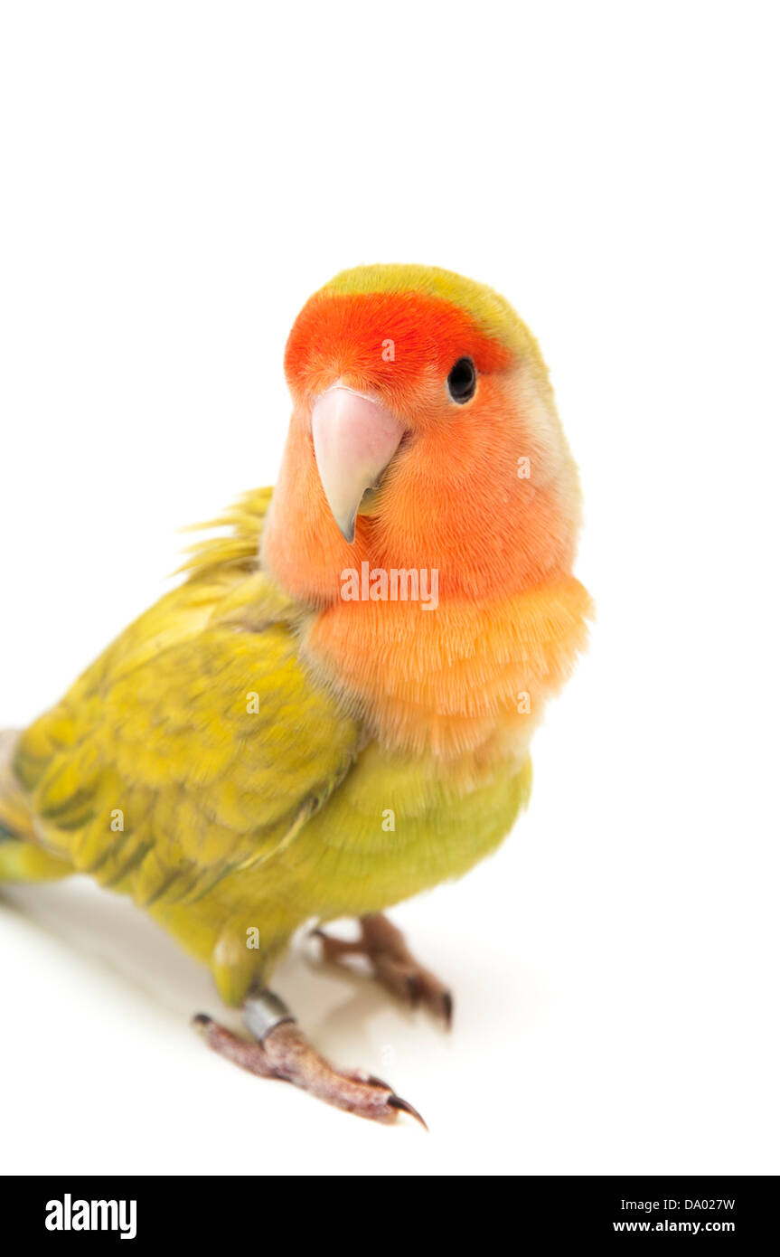 Lovebird colors hi-res stock photography and images - Alamy