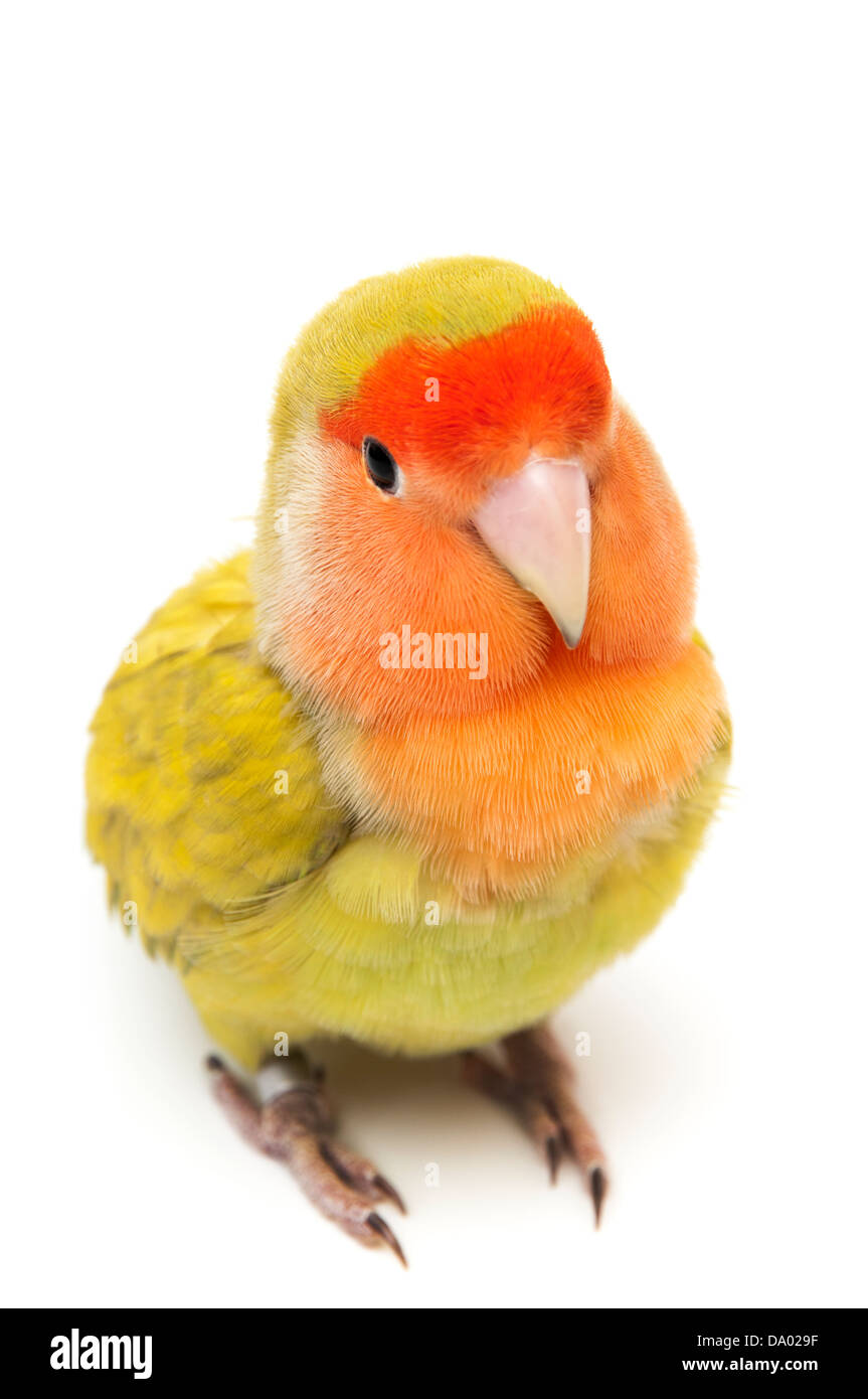 Lovebird colors on a white background Stock Photo - Alamy