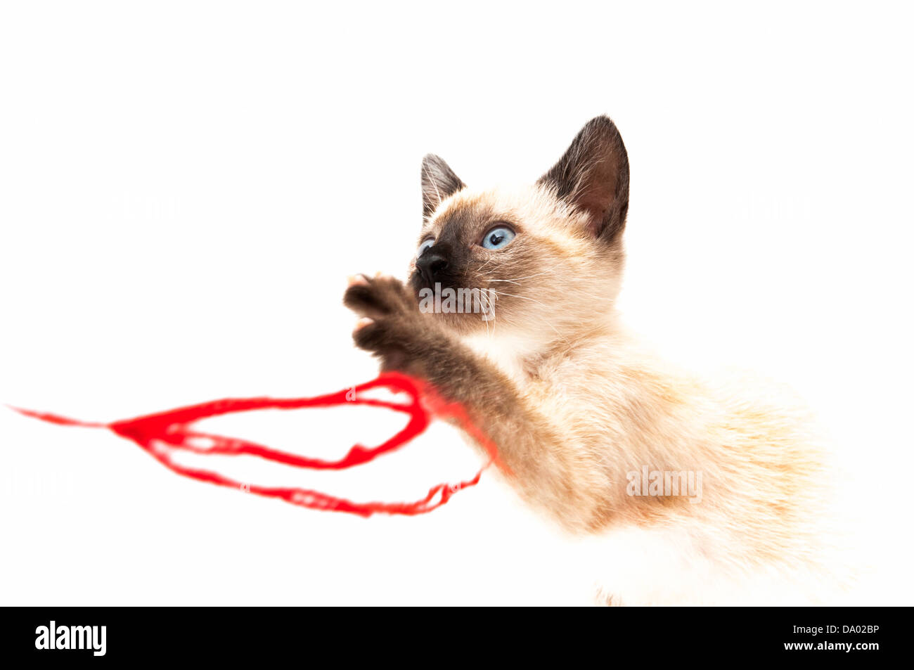cat playing with ball of thread on a white background Stock Photo - Alamy