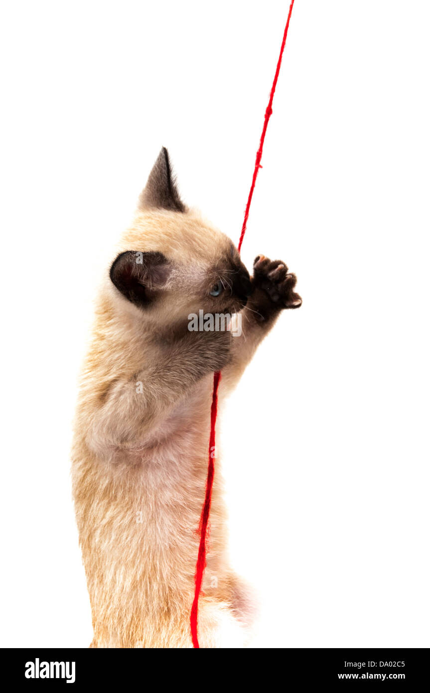 cat playing with ball of thread on a white background Stock Photo - Alamy