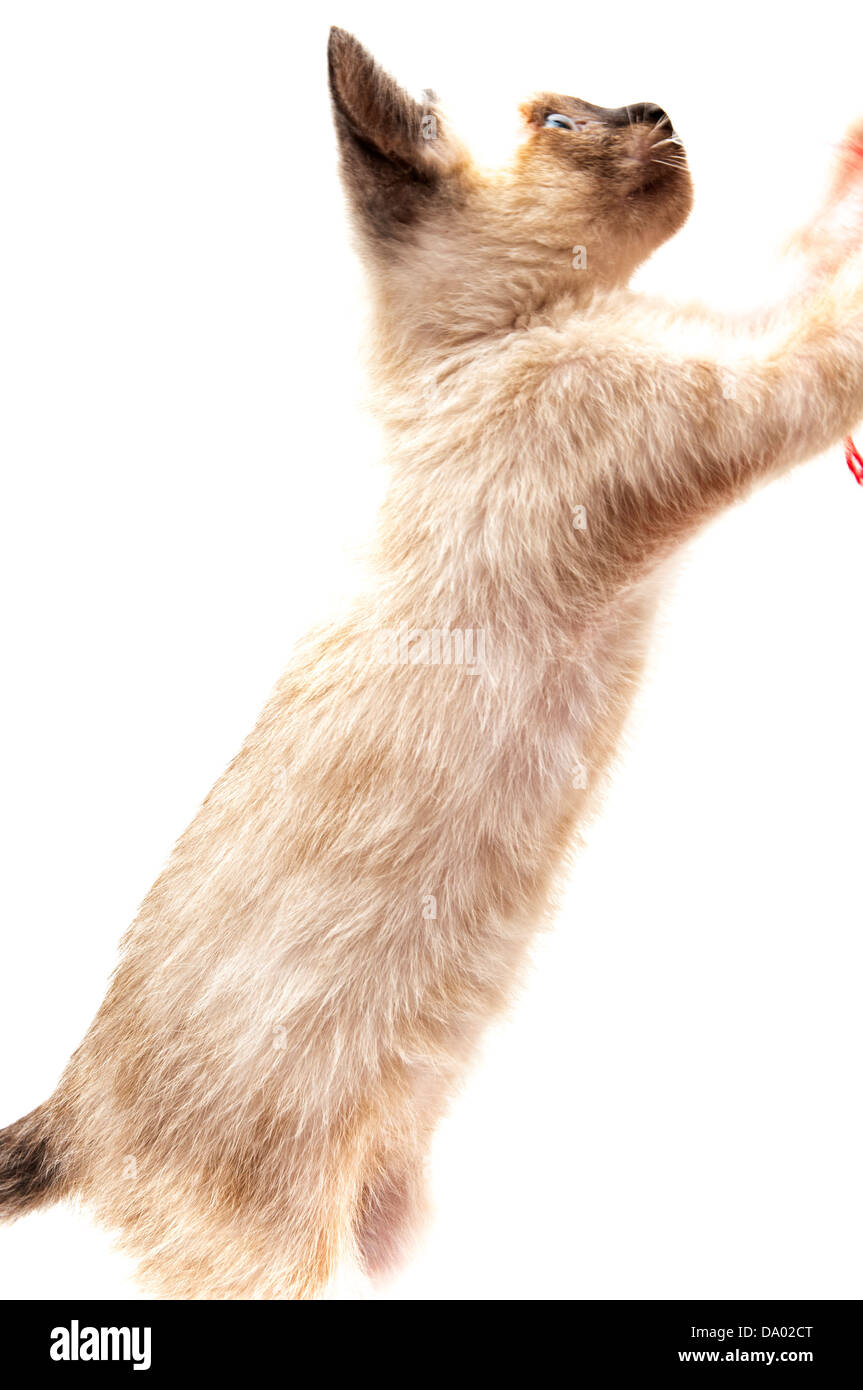 cat playing with ball of thread on a white background Stock Photo - Alamy