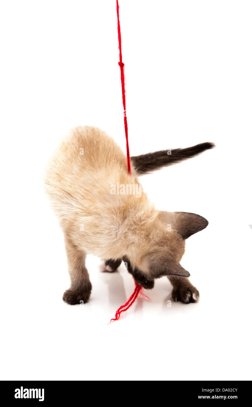 cat playing with ball of thread on a white background Stock Photo - Alamy