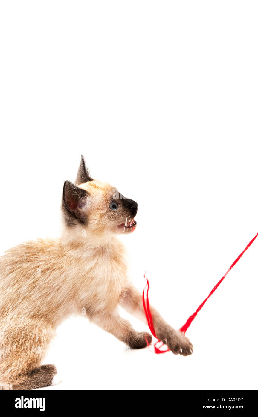 cat playing with ball of thread on a white background Stock Photo - Alamy