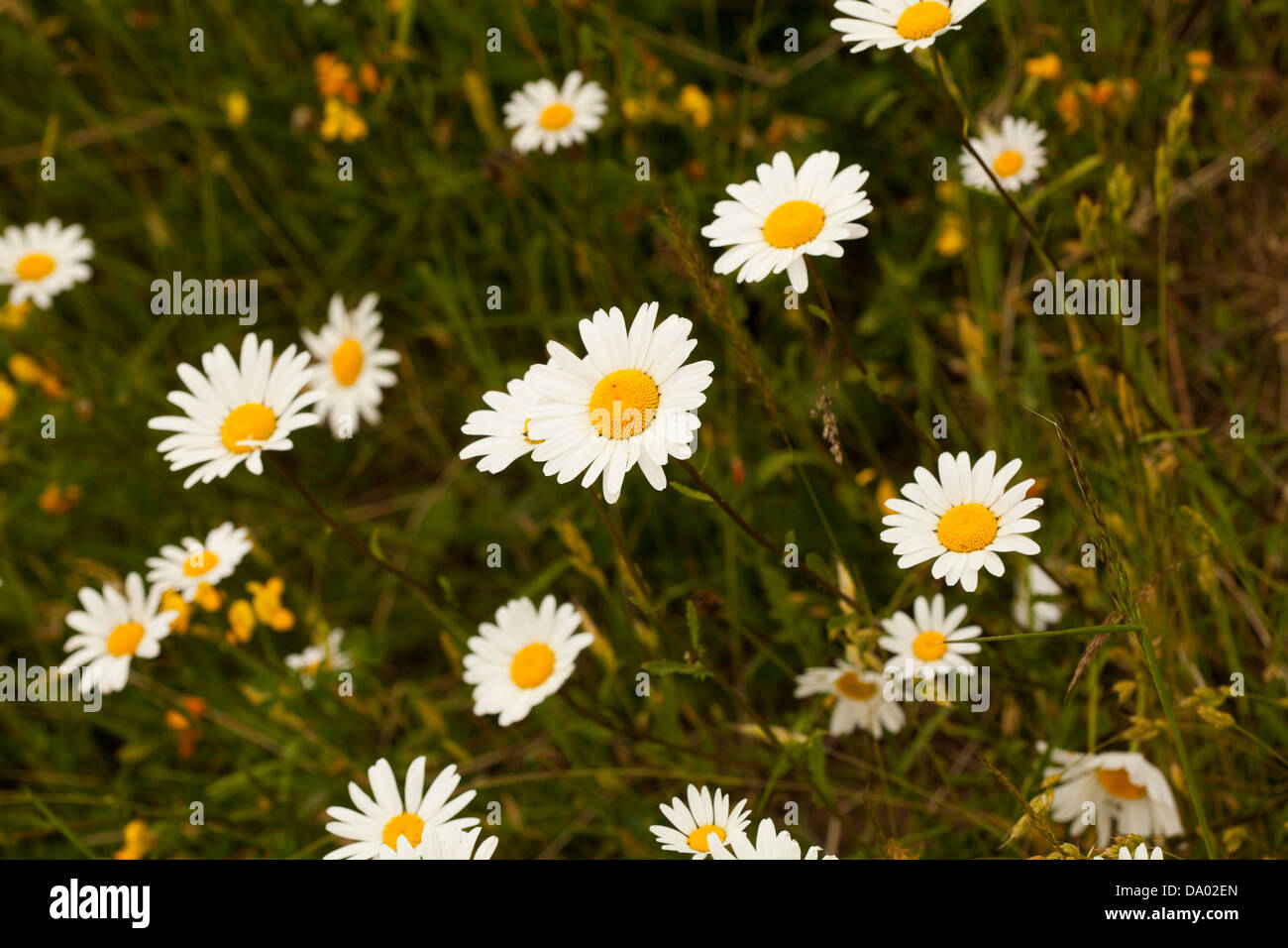 Ox eye oxeye hi-res stock photography and images - Alamy