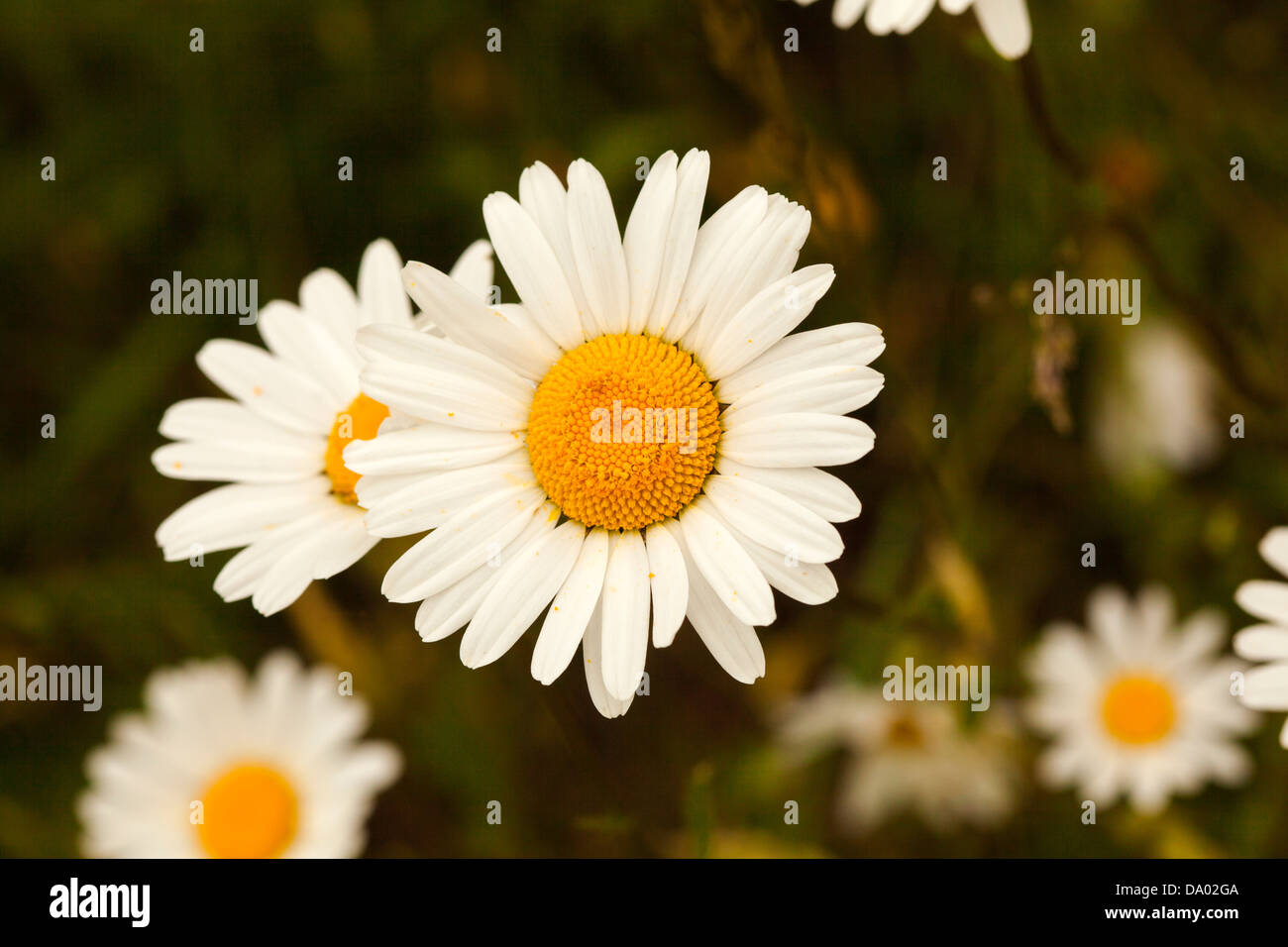 Ox eye oxeye hi-res stock photography and images - Alamy