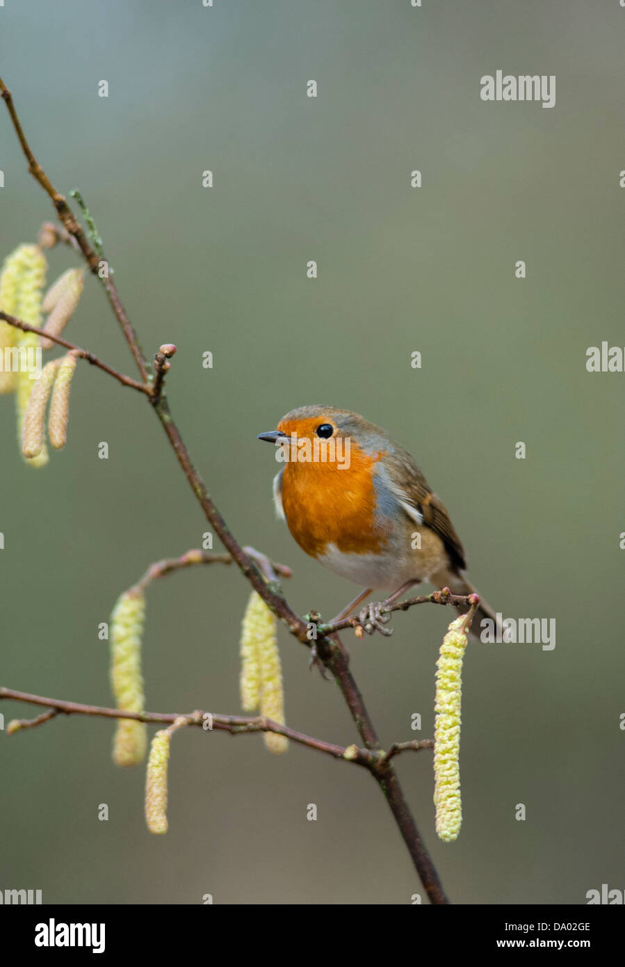 Robin with hazel hi-res stock photography and images - Alamy