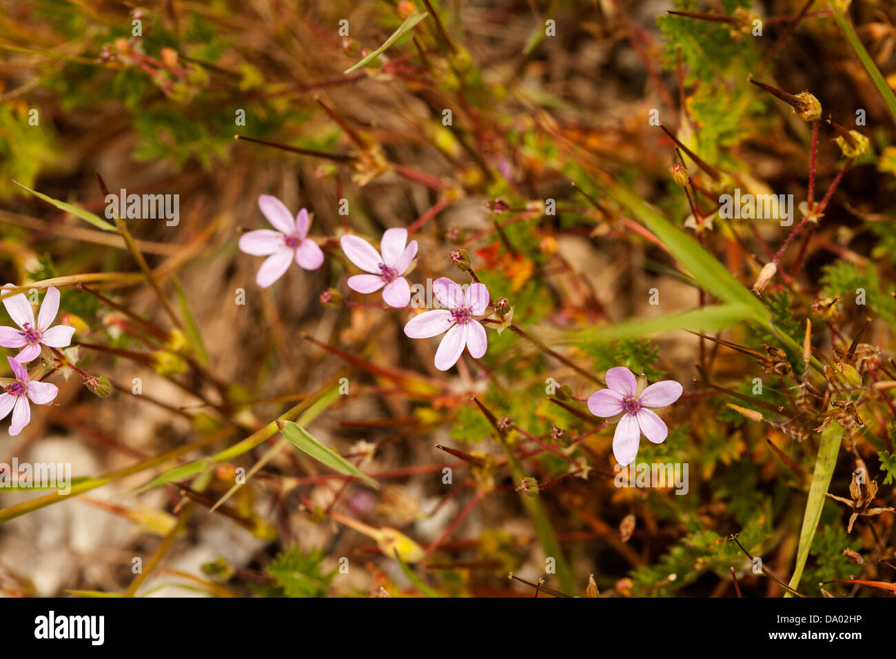 Herb Robert flowers Stock Photo - Alamy