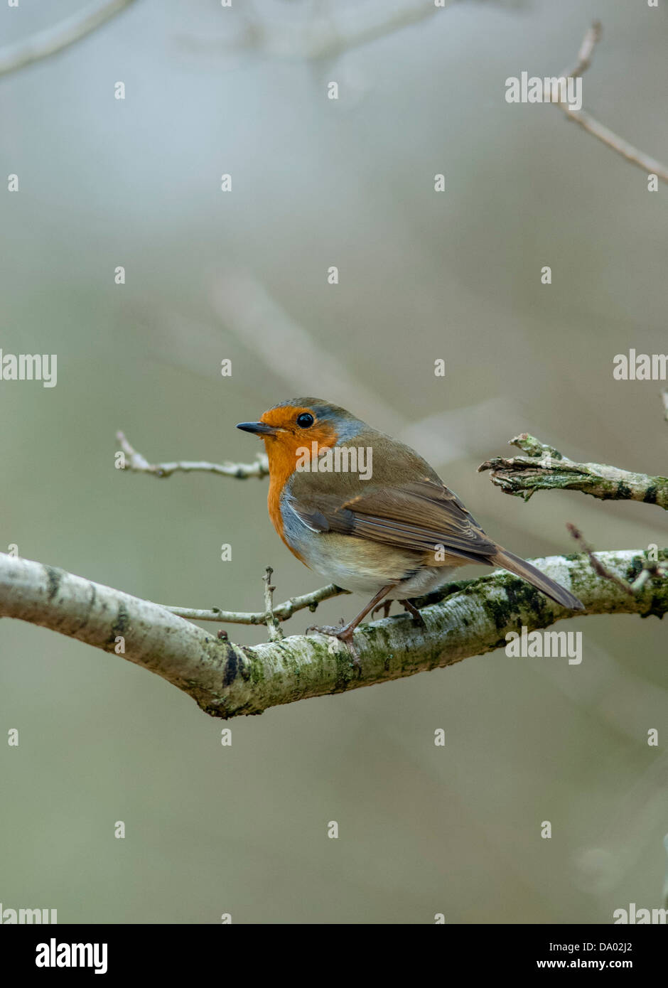 Bird wildlife animal hi-res stock photography and images - Alamy