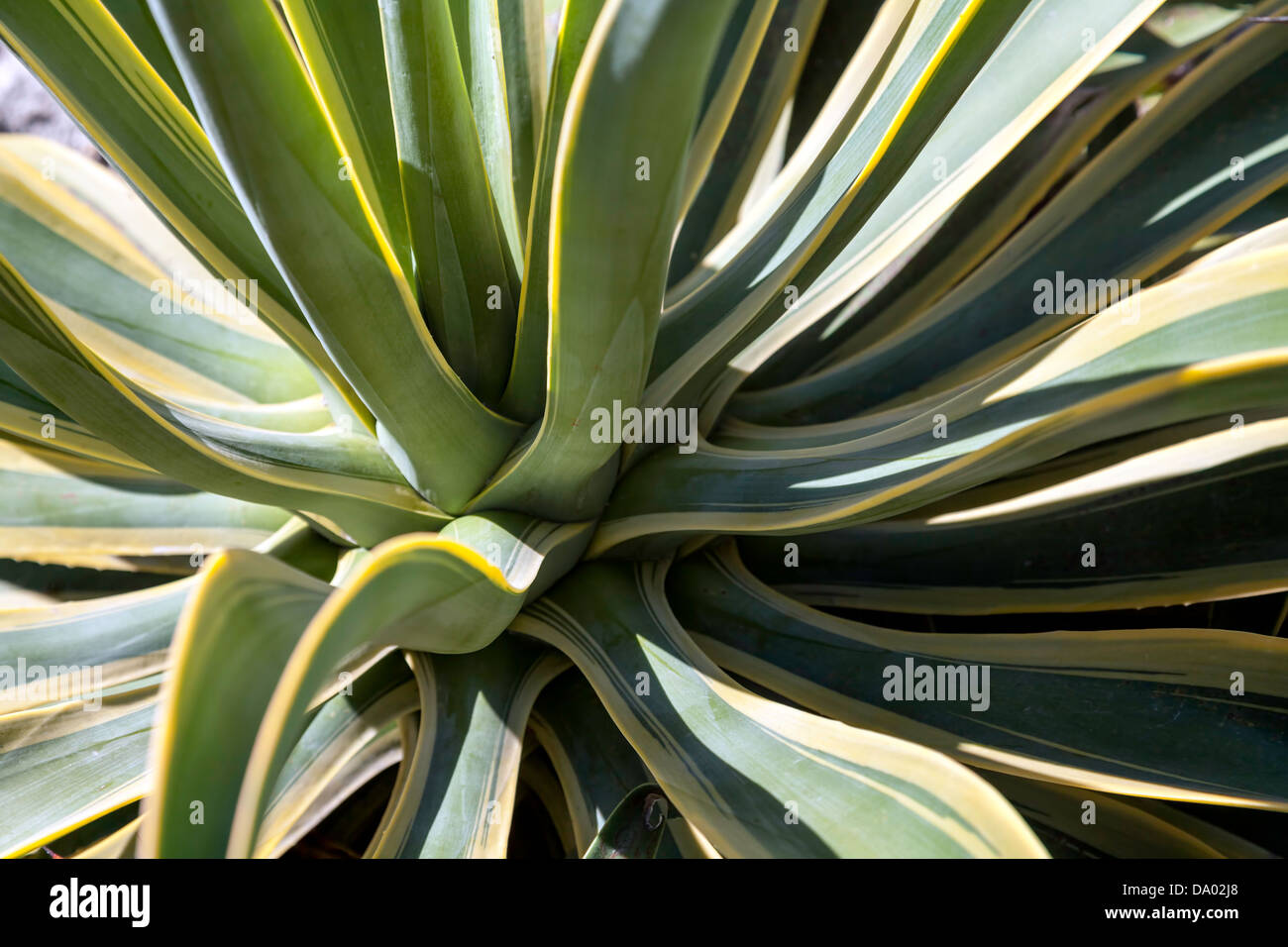 Heart of a large Agave plant growing on the grounds of the Bonnet House ...