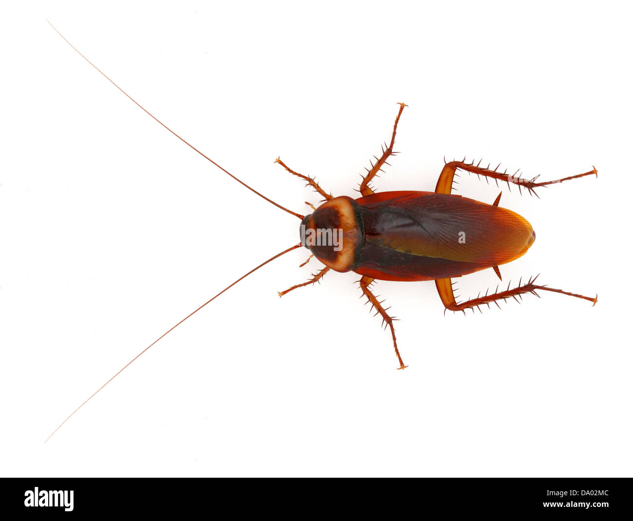 Cockroach hi-res stock photography and images - Alamy