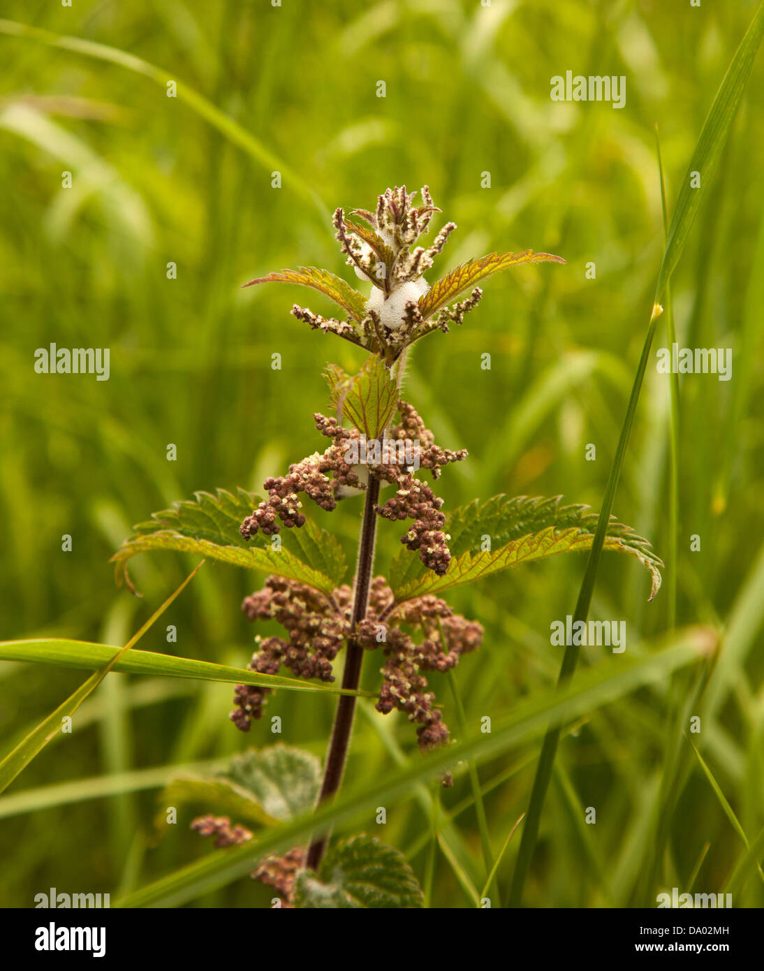 Stinging nettle flowers Stock Photo - Alamy