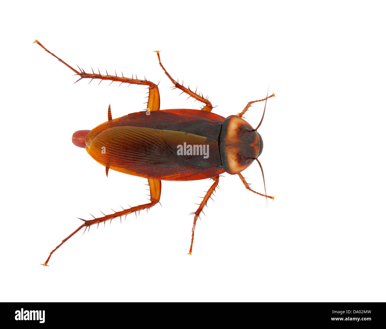 Cockroach hi-res stock photography and images - Alamy