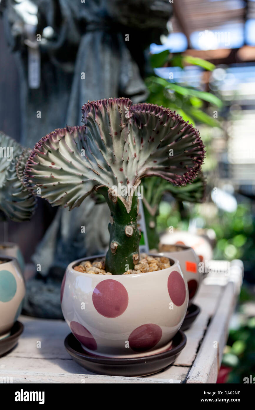 Small potted succulent plants commonly known as Brain Plant, Alabaster ...