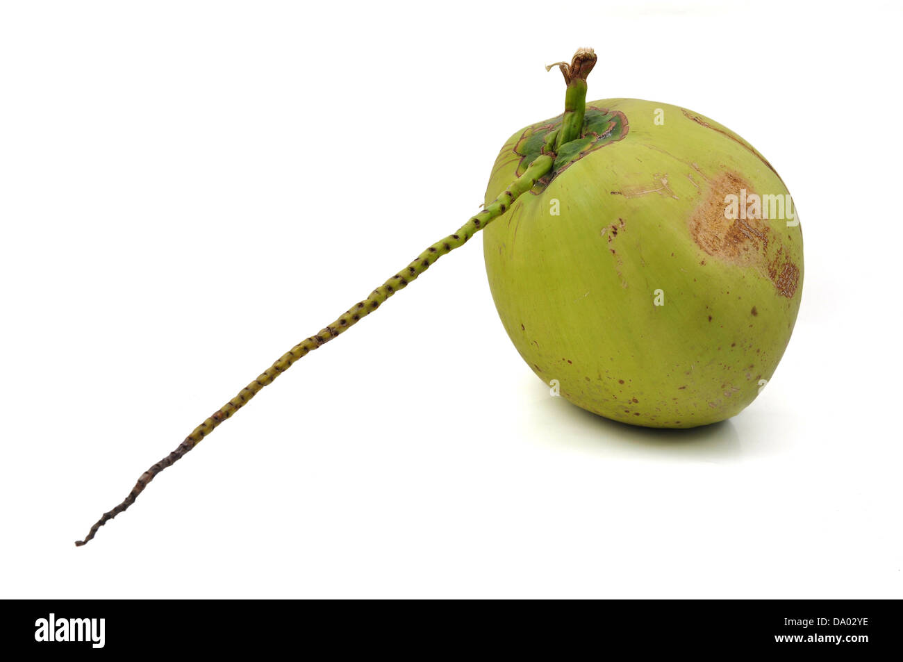 Isolated coconuts hi-res stock photography and images - Alamy