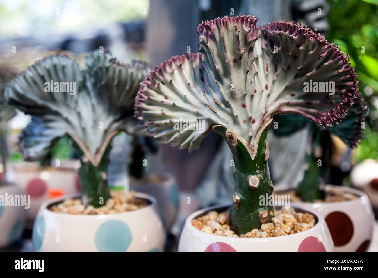 Small potted succulent plants commonly known as Brain Plant, Alabaster ...