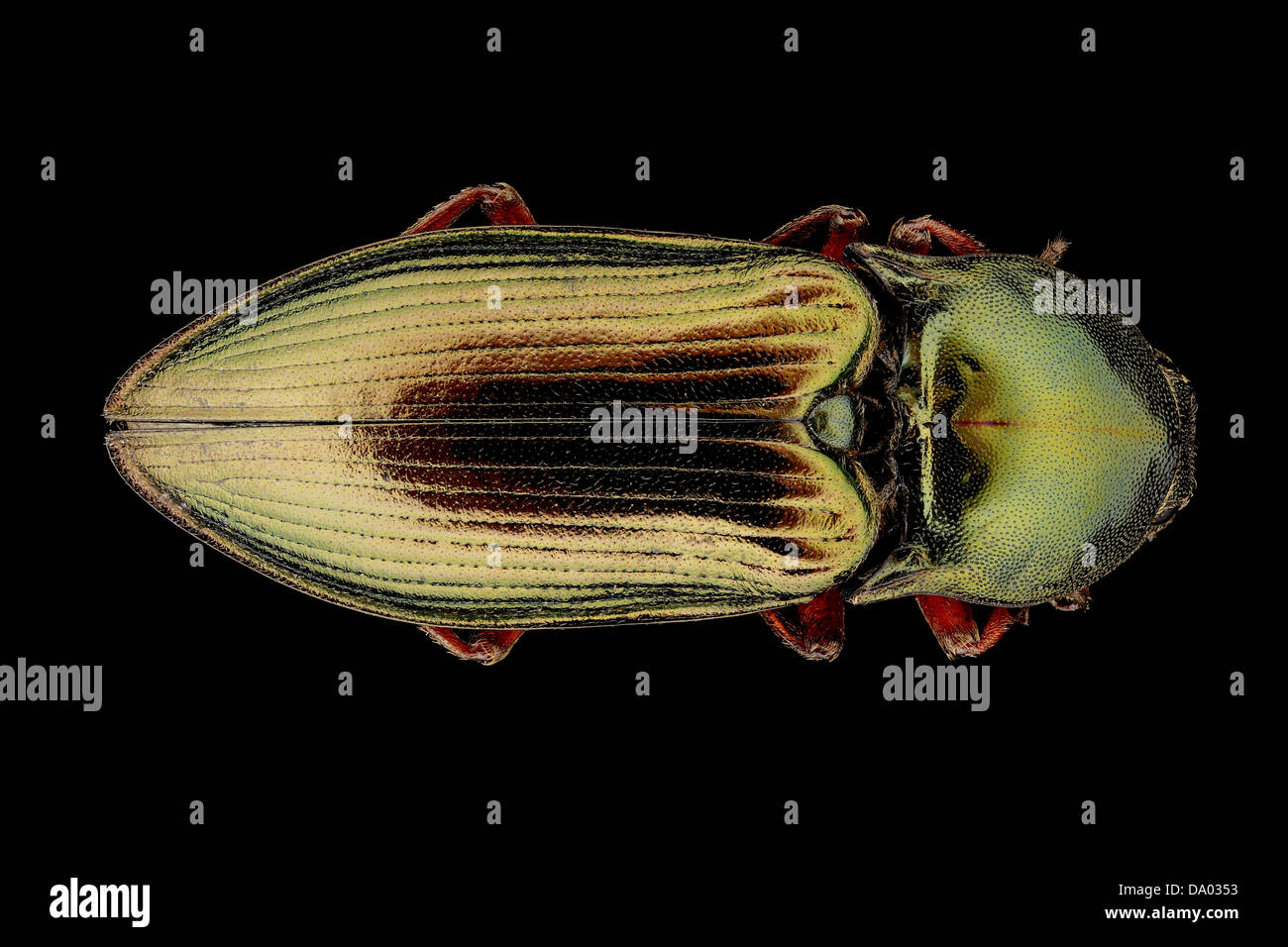 Selatosomus hi-res stock photography and images - Alamy