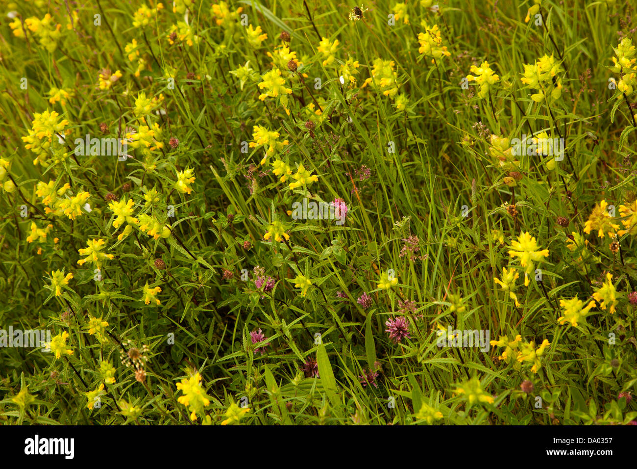 Yellow Rattle plant Stock Photo - Alamy