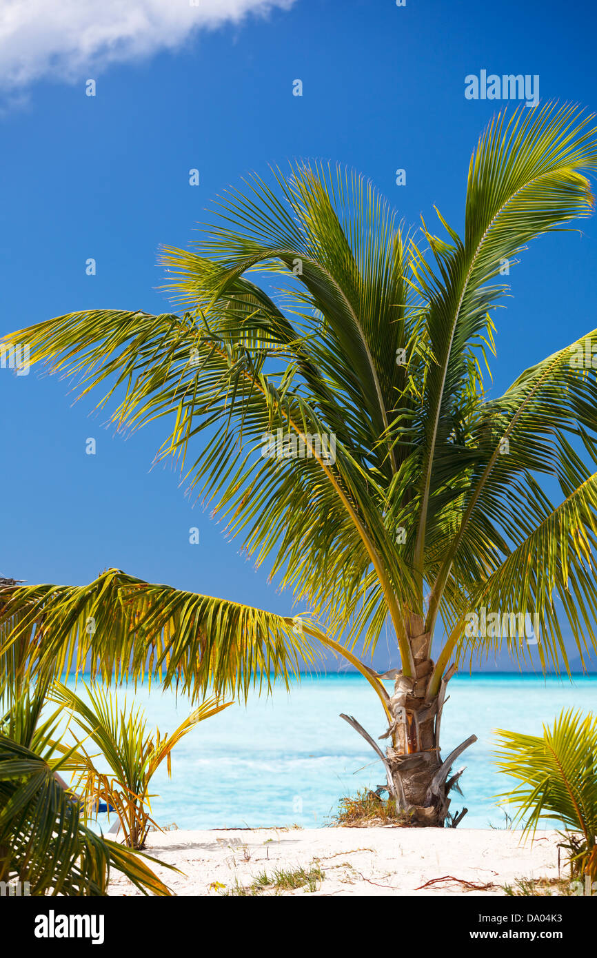 Caribbean tree hi-res stock photography and images - Alamy