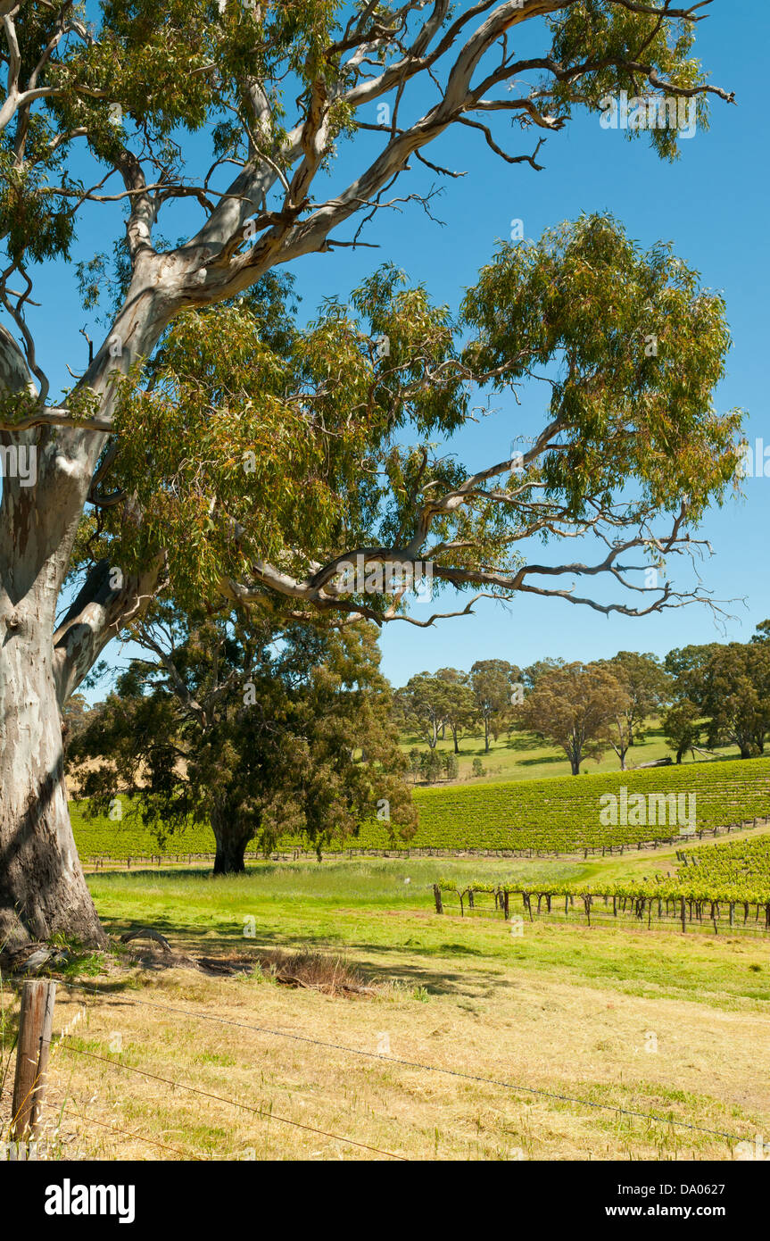 Clare valley hi-res stock photography and images - Alamy