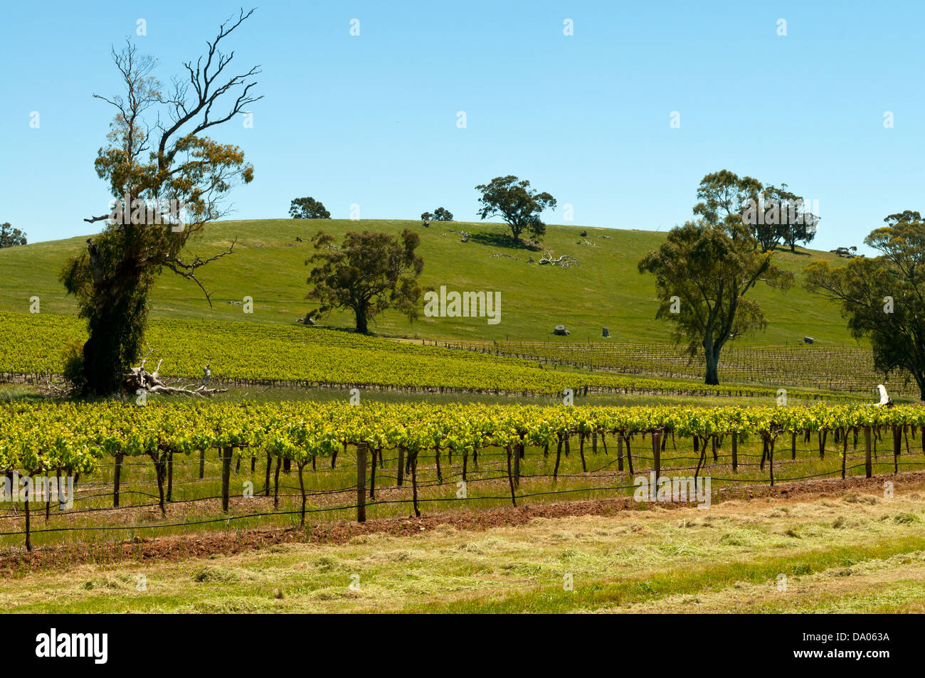 Clare valley hi-res stock photography and images - Alamy