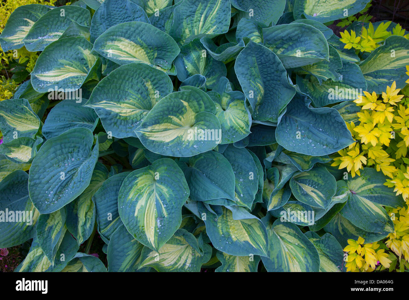 Hosta June in Border Stock Photo - Alamy