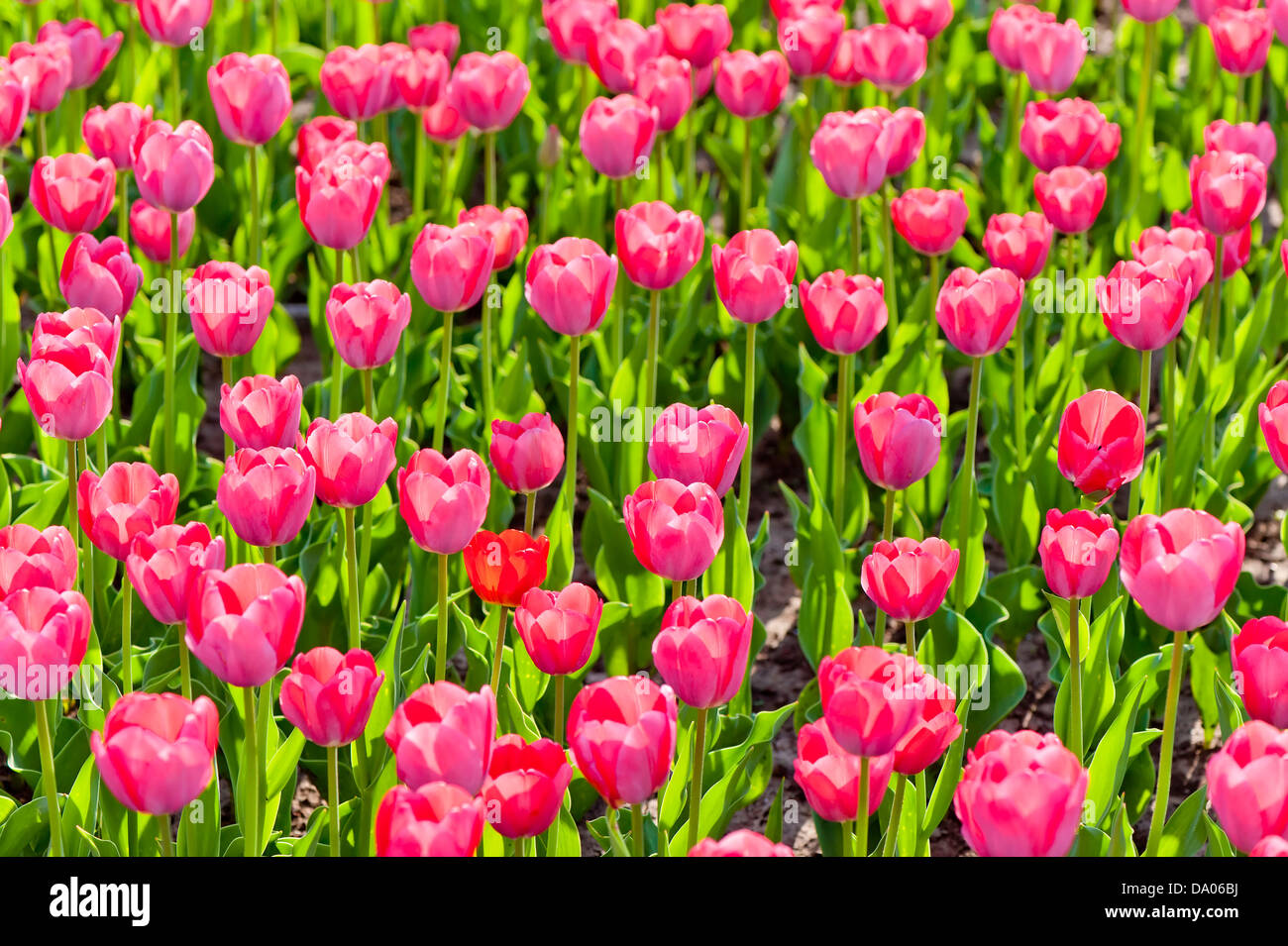 A great amount of red tulips. View from above Stock Photo - Alamy