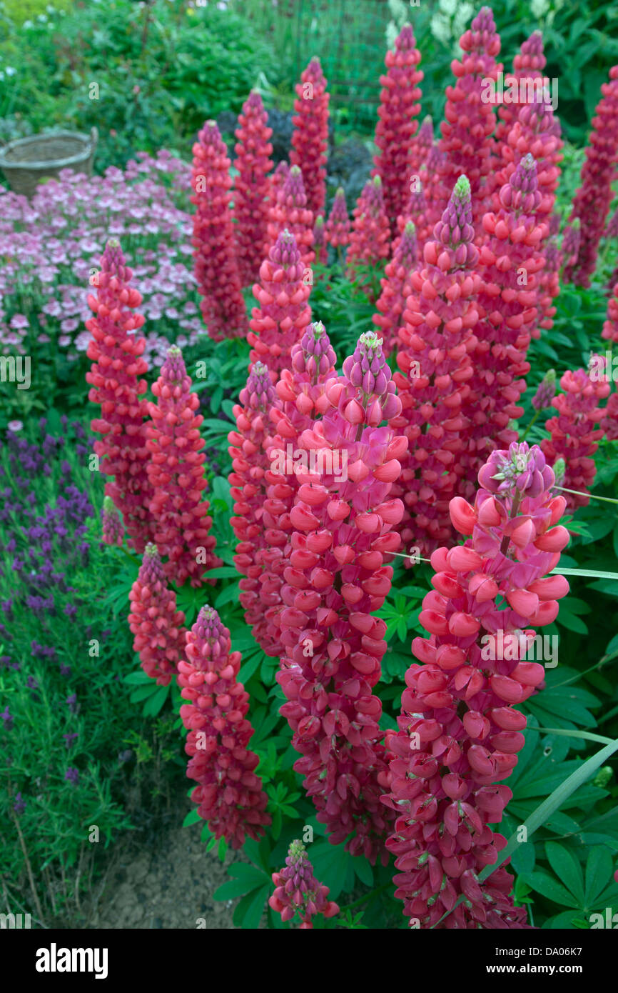 Lupin Red Rum in Perennial border Stock Photo - Alamy