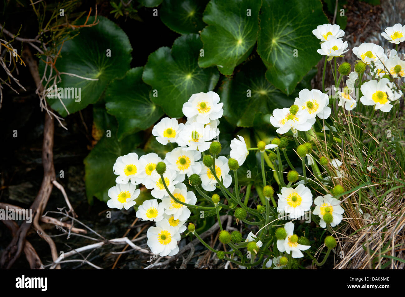 Mountain flowers. The Rees-Dart Track, New Zealand Stock Photo - Alamy