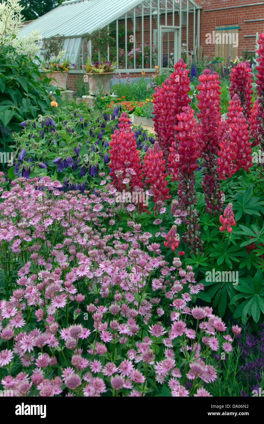 Lupin Red Rum in Perennial border Stock Photo - Alamy