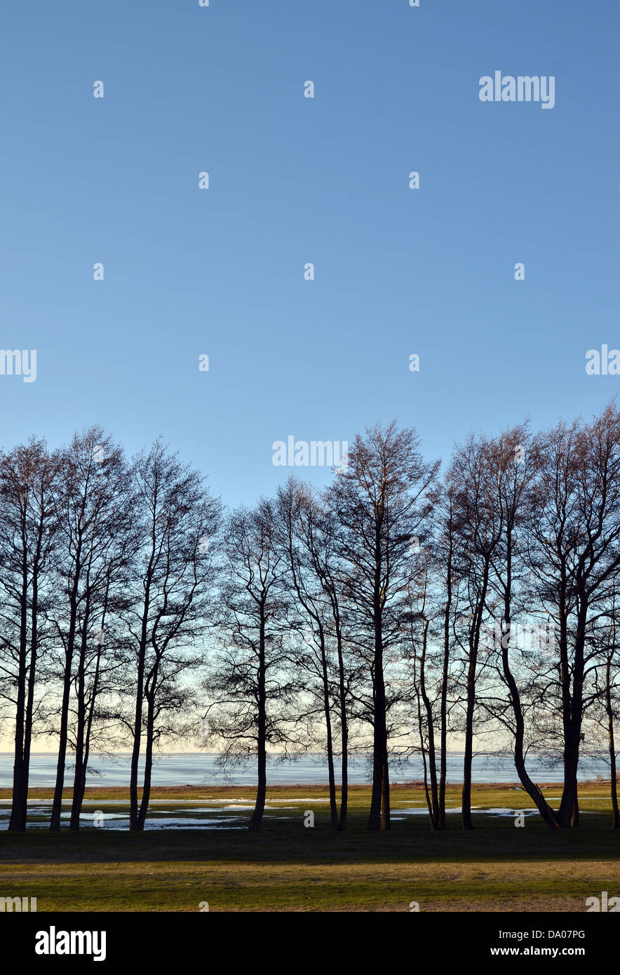 Row of trees Stock Photo - Alamy