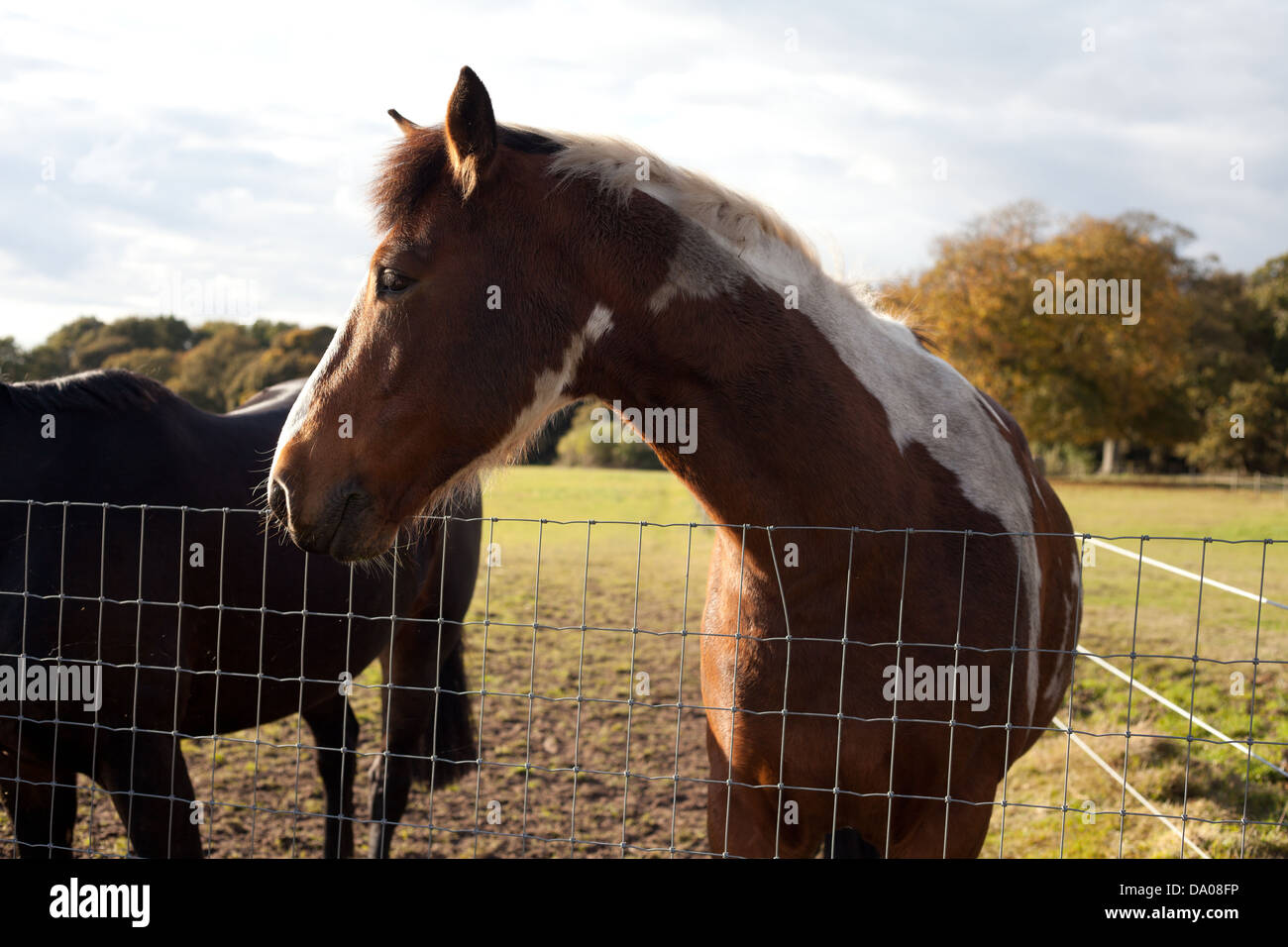 Side view of a horse hi-res stock photography and images - Alamy